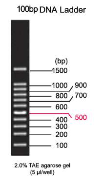 IVYX Scientific DNA Ladders for Gel Electrophoresis (100bp - 1Kb)
