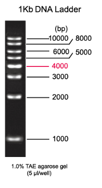 IVYX Scientific DNA Ladders for Gel Electrophoresis (100bp - 1Kb)